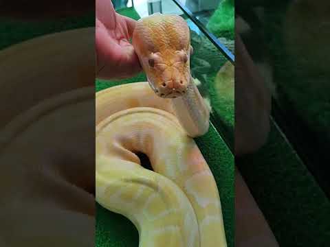 Python