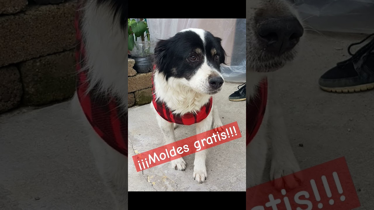Ropa para caninos talla grande. Ropa para perros y mascotas. moldes gratis. Ropa para principiantes