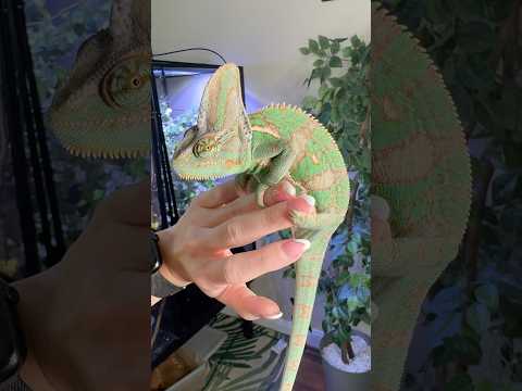 Holding a veiled chameleon