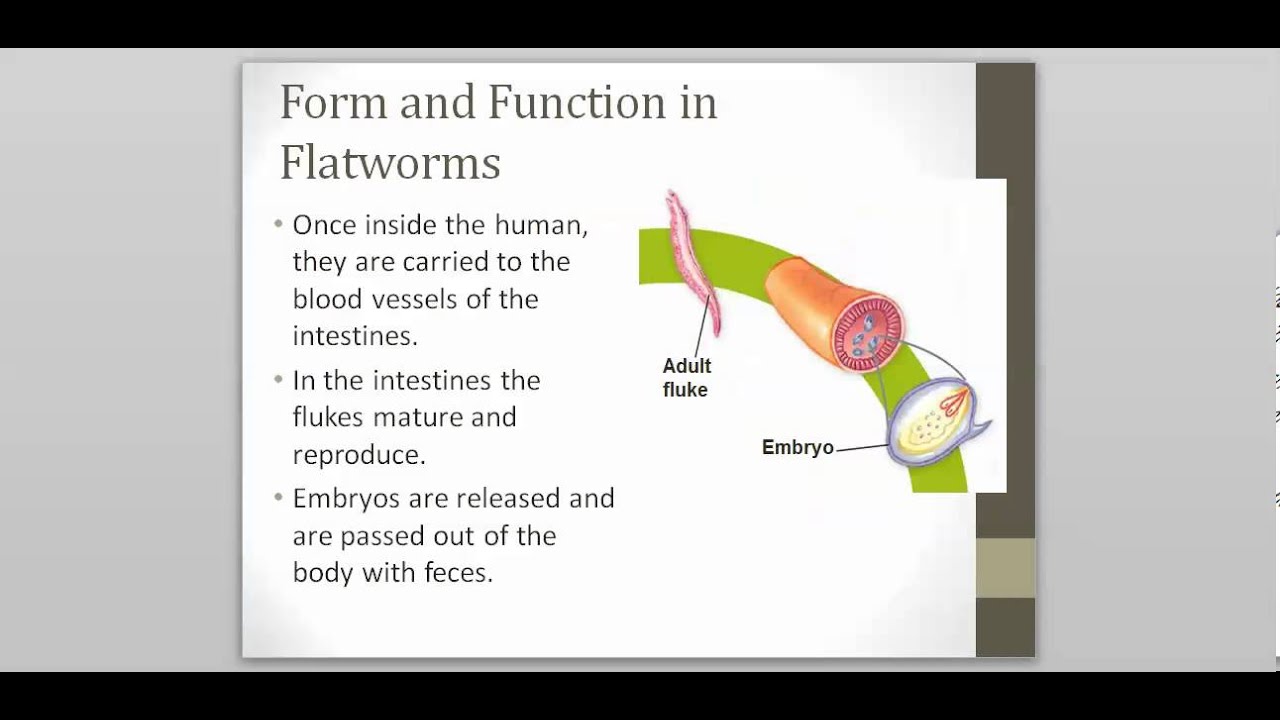 27-1 Flatworms (Part 2)