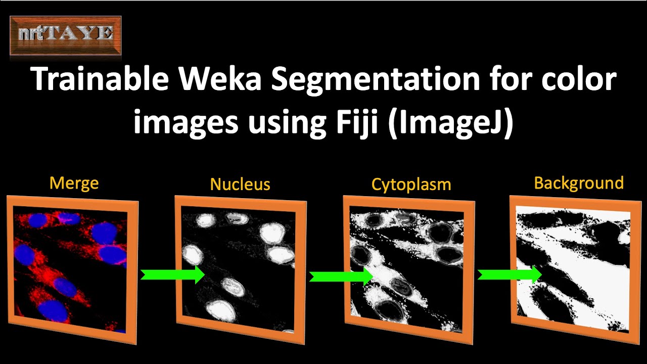 Trainable Weka Segmentation for color images using Fiji ImageJ