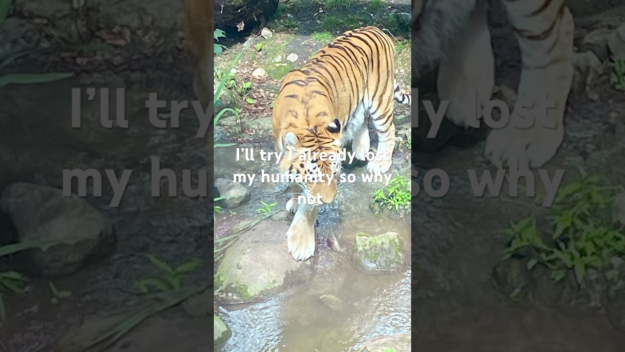 Please scroll this is a useless channel scroll it’s boring here