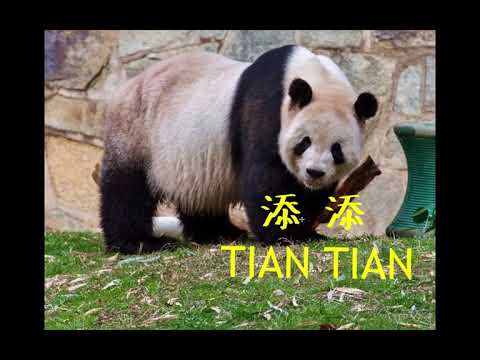 How to pronounce Tian Tian in Chinese