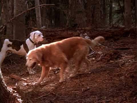 Homeward Bound: The Incredible Journey (1993)- In the wild