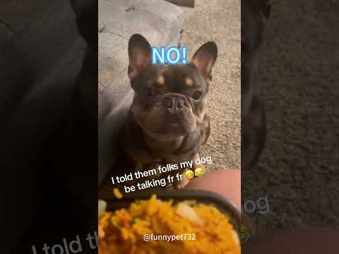The dog speaks English! #dogs #dog #funnydogs #fyp #foryou #pet #pets #us