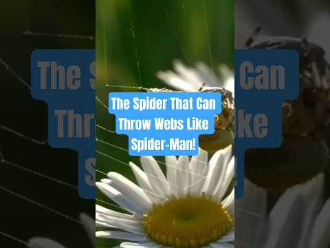 The Spider That Can Throw Webs Like Spider-Man!