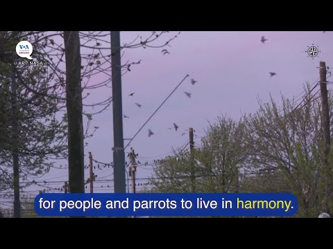 News Words: Harmony