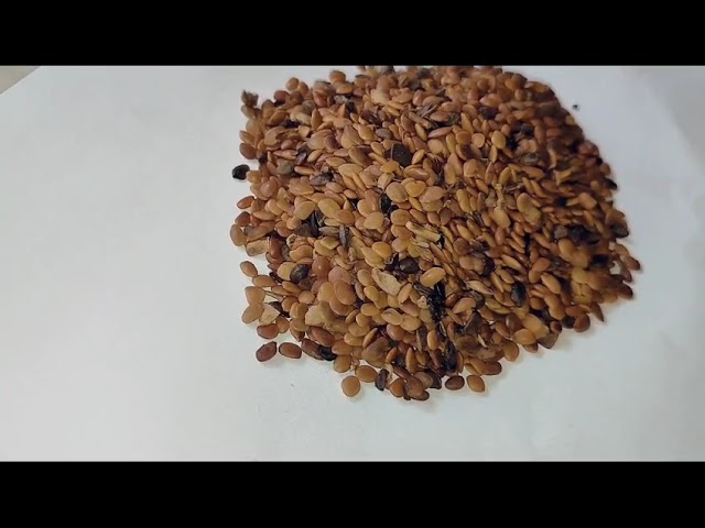 Tree Seed - Babool Tree Seed ( Acacia Nilotica ) Trader - Wholesaler ...