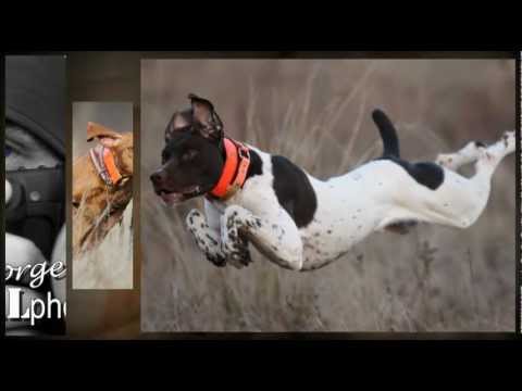 Vizsla Field Trial photographed by George Ross
