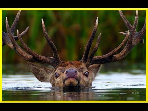 Steam Community :: Video :: Top 30 Deer