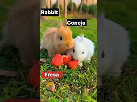 Cute rabbits name in Spanish language #love