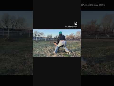 Pressure in your feet helps you have a quicker flank! #goattying #rodeo #fullpotentialgoattying