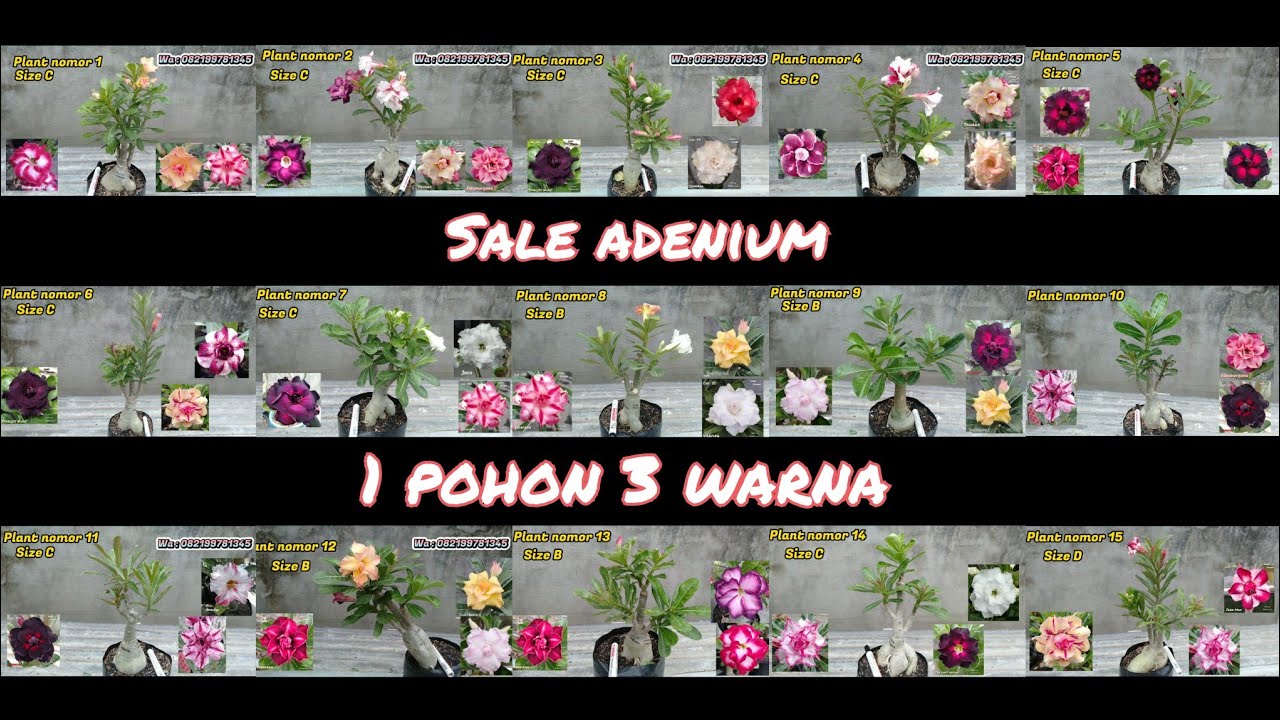 Sale adenium bunga tumpuk 1 pohon 3 warna harga spesial