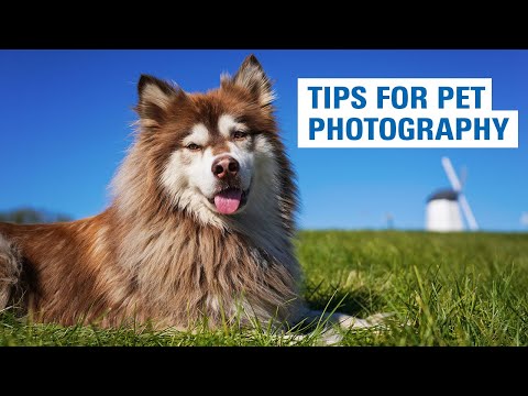 Pet Photography Tips