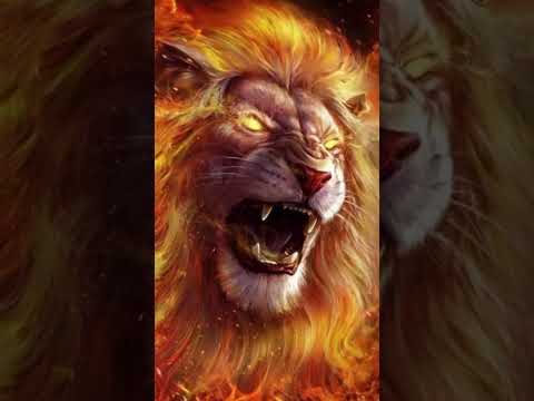 Lion Wallpapers