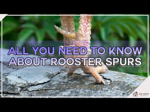 All You Need To Know About Rooster Spurs