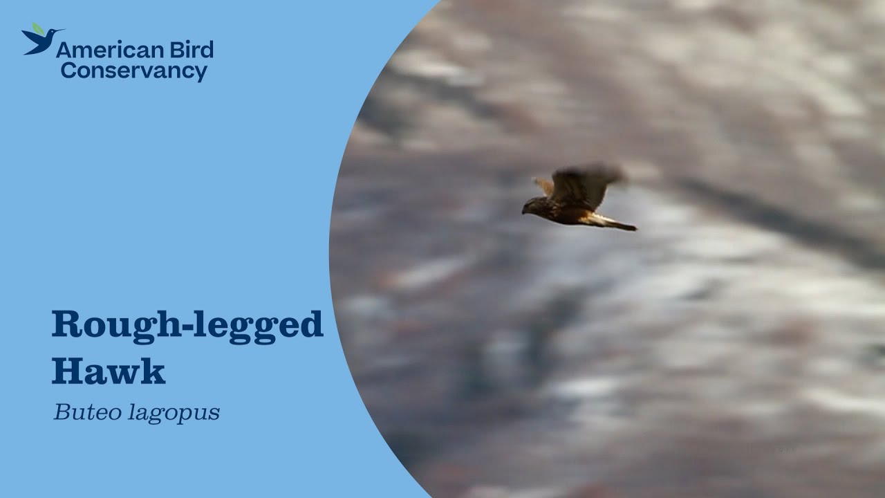 Rough-legged Hawk: Welcome in Winter