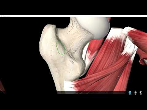 The Femur
