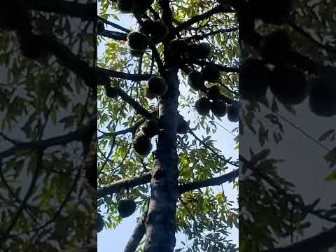 1 pohon menghasilkan 7 juta. silakan di hitung buahnya ada berapa ??