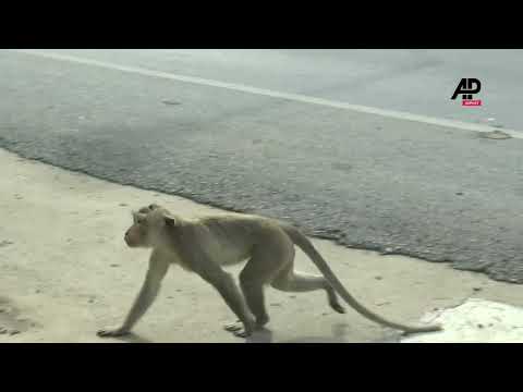 Big Time Monkey Business | The MarkoZen Blog