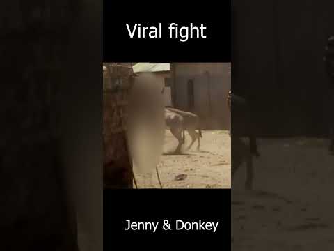 viral fight of donkey and jenny #donkeyfarm #animals #donkeylife #female #cuteanimals