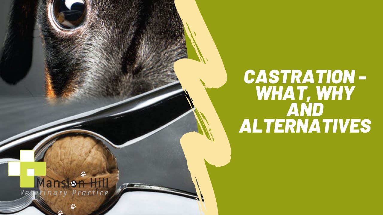 Castration - what, why and alternatives