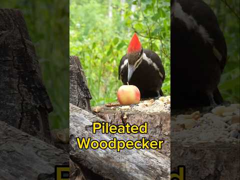 Pileated Woodpecker - Bird Identification