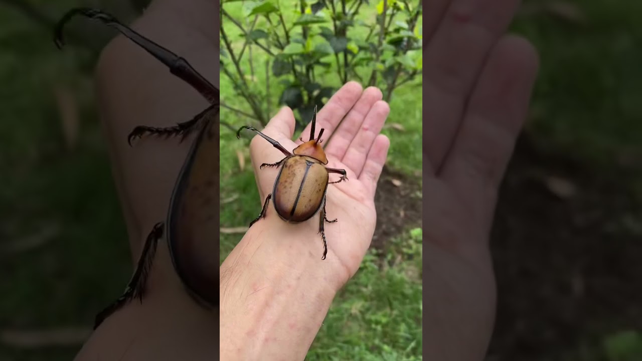 Giant Rhino Beetle - almost bit me! ~Cute and beautiful ~