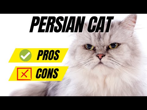 What You Must Know BEFORE Owning a Persian Cat 101