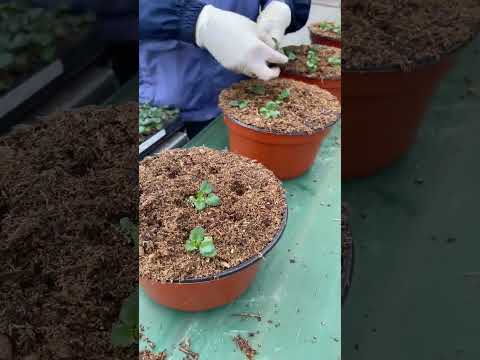 Behind the Scenes in the Greenhouse | Gertens Garden Center | YouTube Shorts