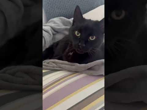That noise a cat makes