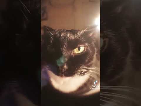 Steam Community :: Video :: Saul Goodman Cat