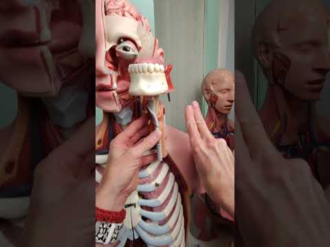 Vocal cords #anatomy