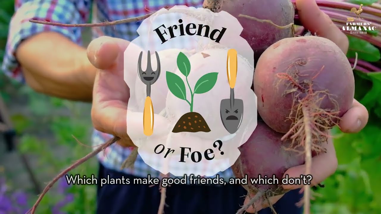 Farmers Almanac Companion Planting Guide Friends Foes