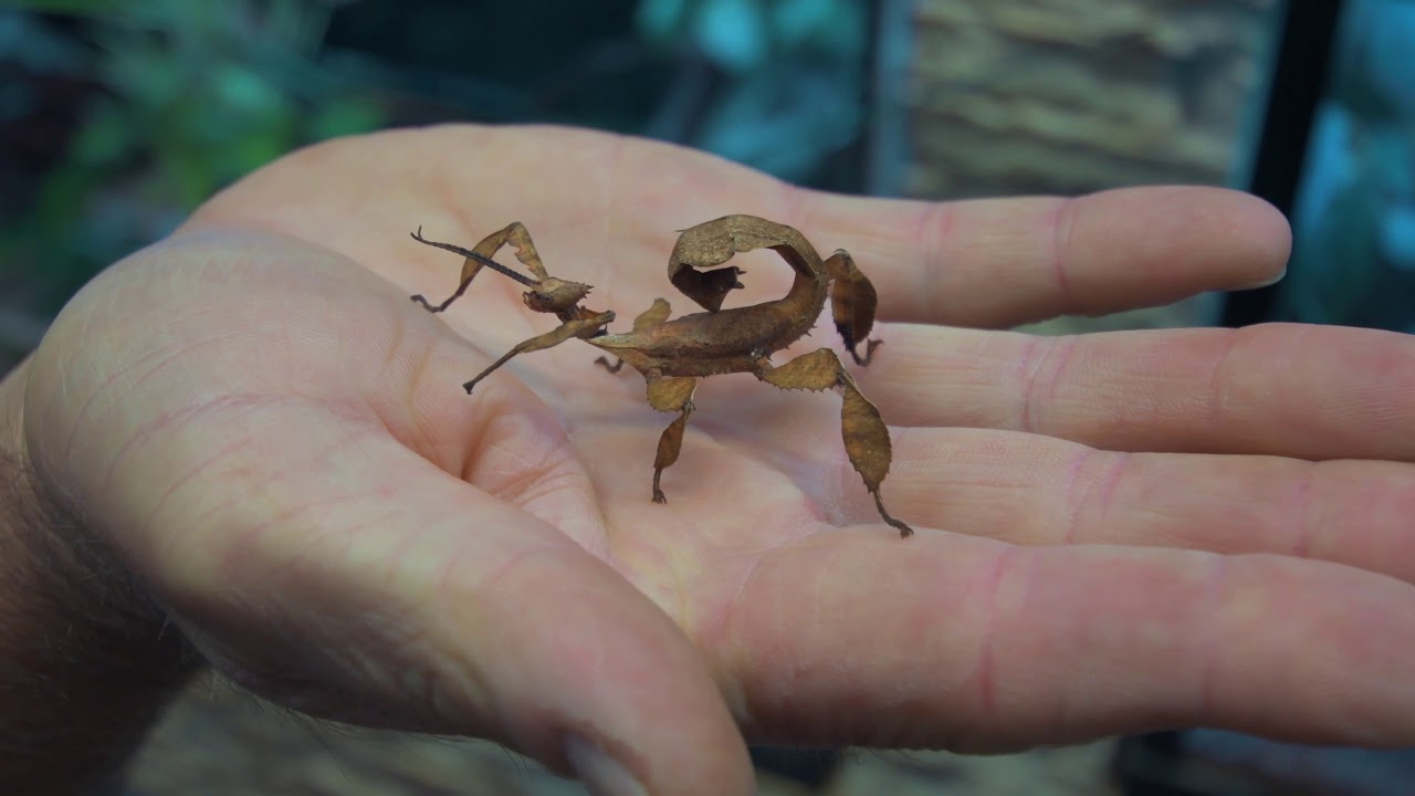 Stick Insects as pets - Responsible pet care guide