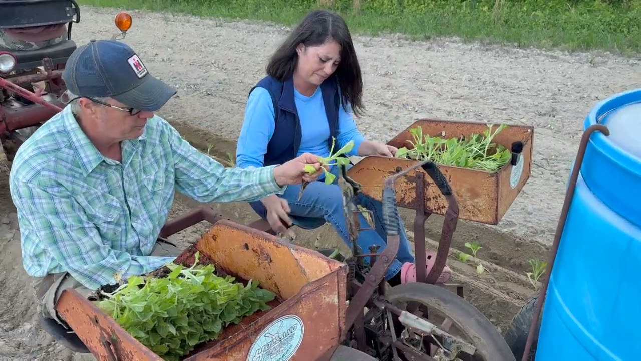 Planting Tobacco After 30 Years