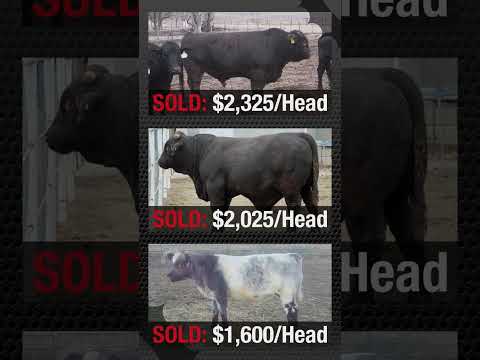 Livestock Auction Results - February 1, 2023