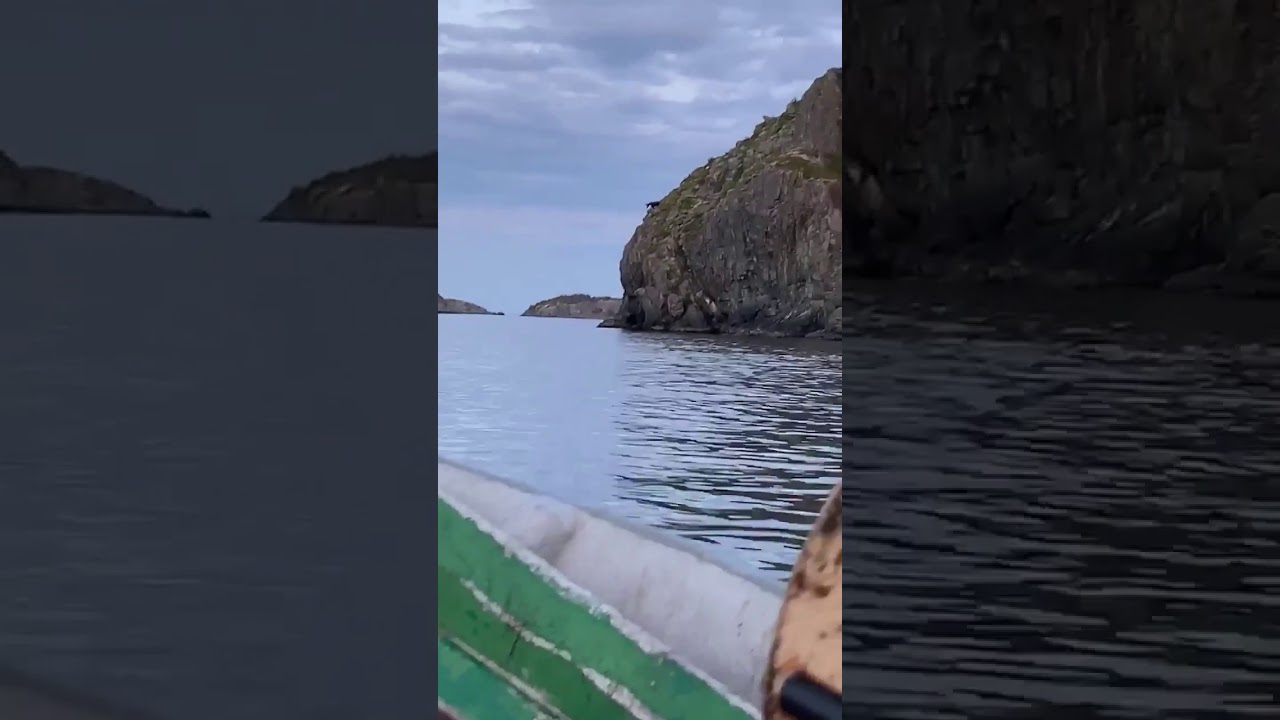 Moose Dive
