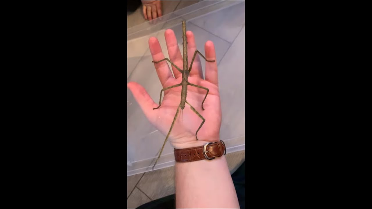 Man Carrying a Dancing Stick Bug on His Palm