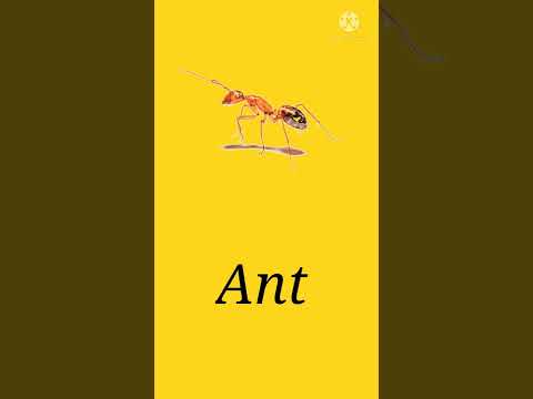 A for Apple,ant...5 words with images # shorts