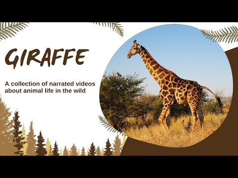Giraffe | Giraffe Cartoon | Giraffe Movie | Giraffe Drama | Giraffe Channel | Giraffe Sounds