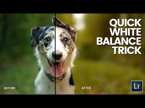 DOG PHOTOGRAPHY - Quick White Balance Tip in Lightroom!