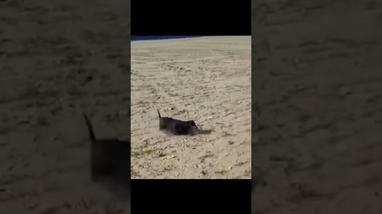 oh Lawd he coming | Shady Tales #shortsfeed #memes #bigfoot #jokes #shorts #pets