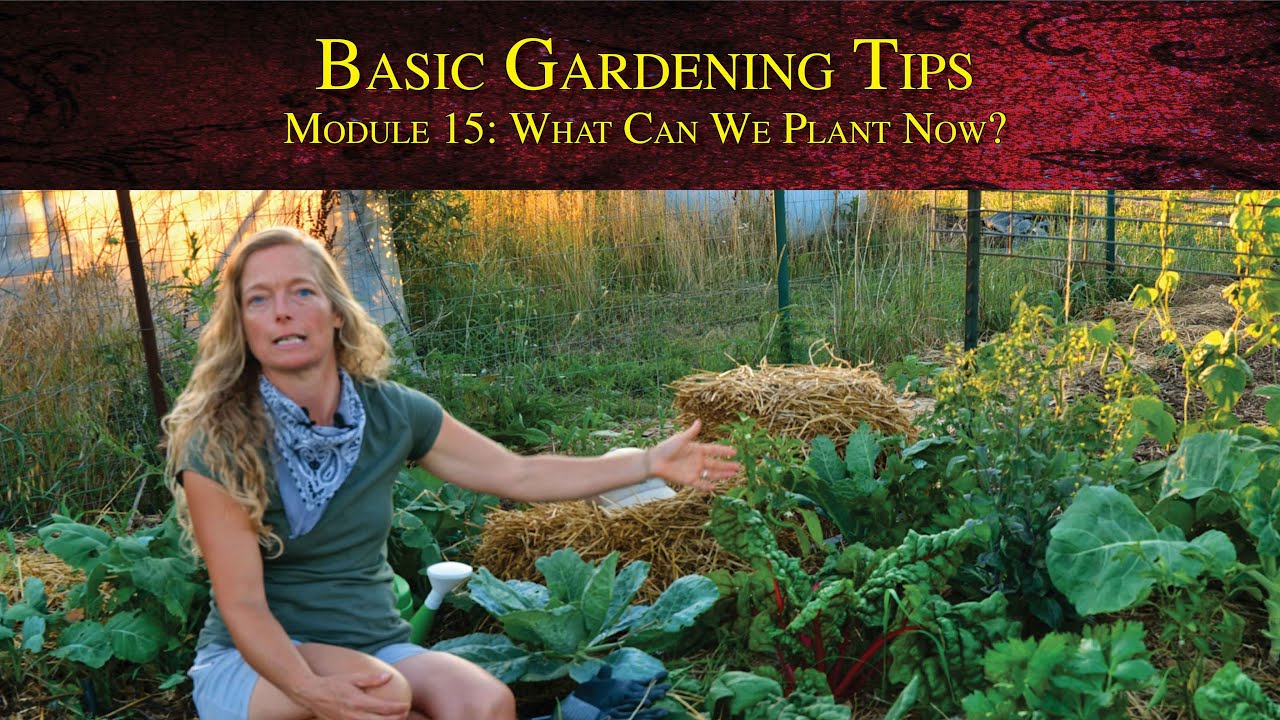 Basic Gardening Tips – Module 2: Planning out a garden bed. Which plant ...