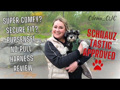 Easy On? Secure Fit? Super Comfortable? PupSensei No Pull Harness Review with My Miniature Schnauzer
