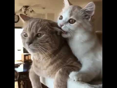 Random cat gif