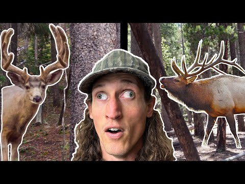 Hunting Elk and GIANT Mule Deer!!!