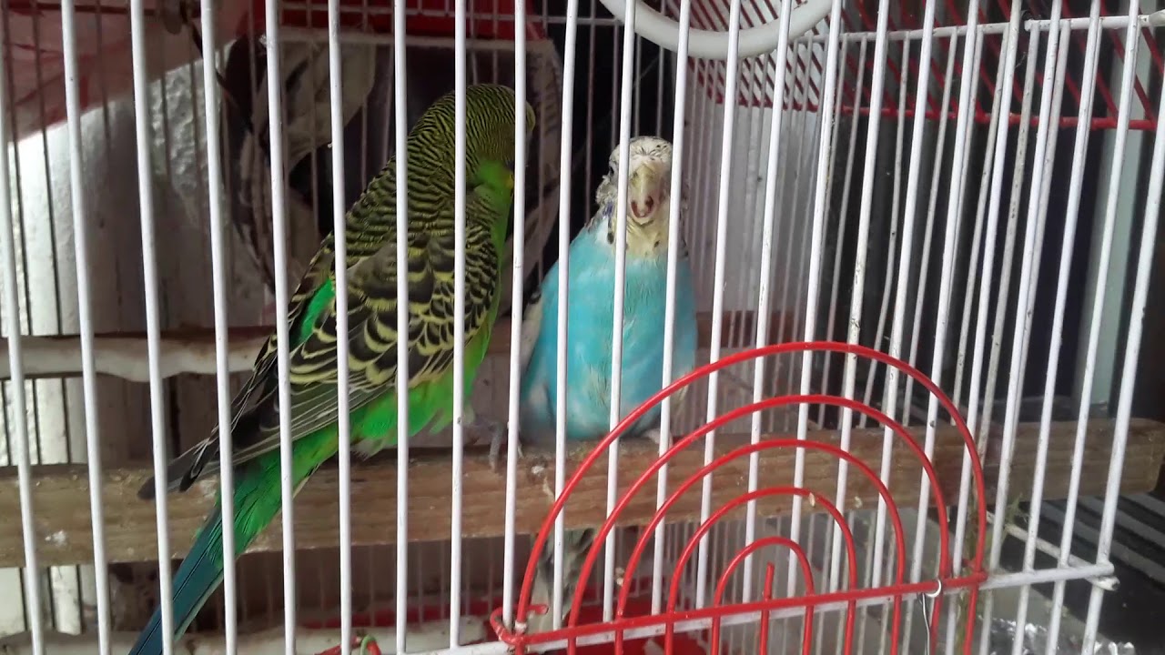 Allofeeding by budgie