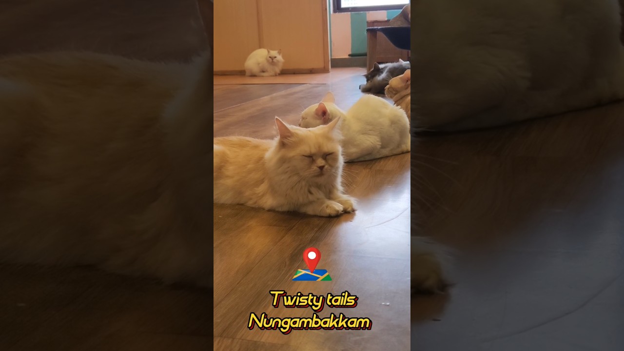 Twisty tails🐈💢Nungambakkam hangout spot #tamilnadufoodhunt #foodvlog #twistytails #petlover #cafe