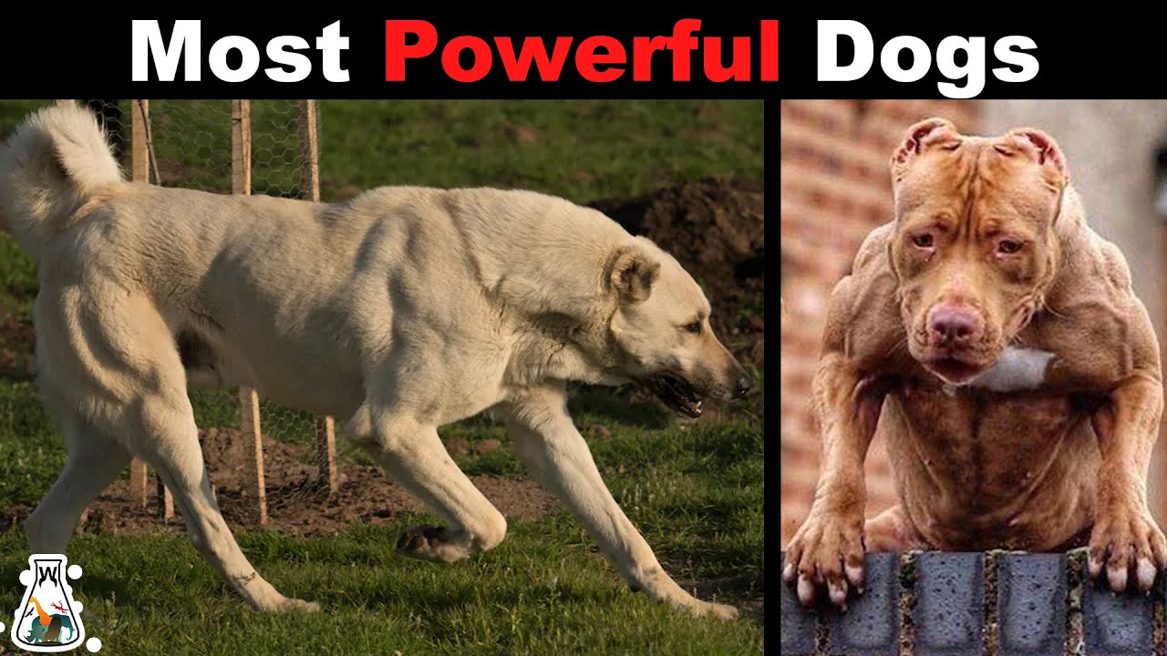 10 Strongest Dogs in the World